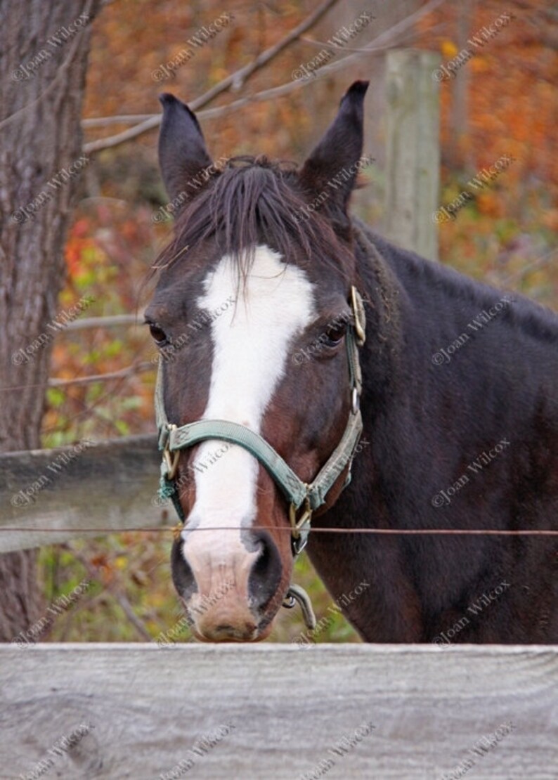 Autumn Colors Horse in the Paddock Fine Art Photography Original Photo ...