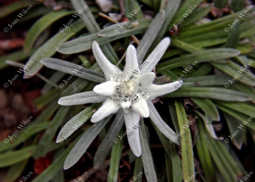 Edelweiss Alpine White Flower Matterhorn Leontopodium Alpinum Floral ...