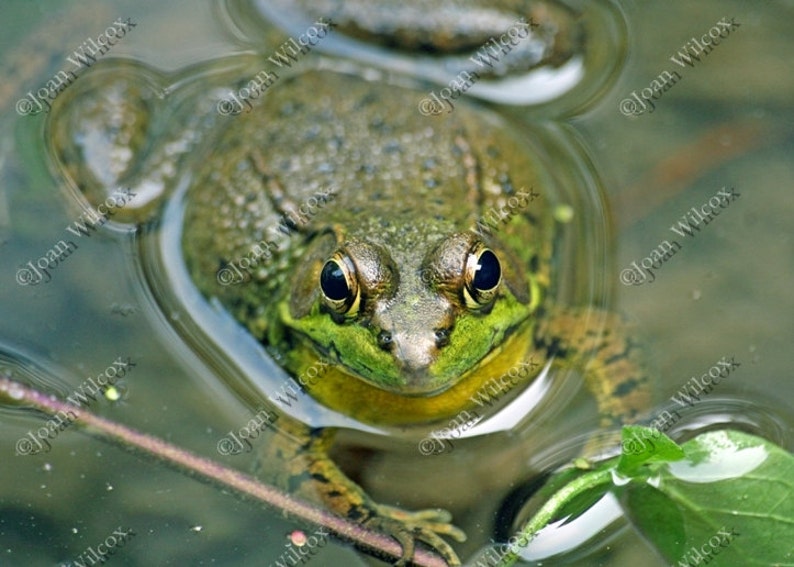 Cute Pond Frog Portrait Original Fine Art Photography Print - Etsy