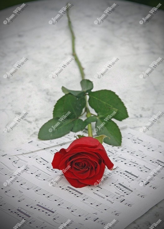 Romantic Red Rose Love Spring Summer Classical Music Floral Fine Art ...