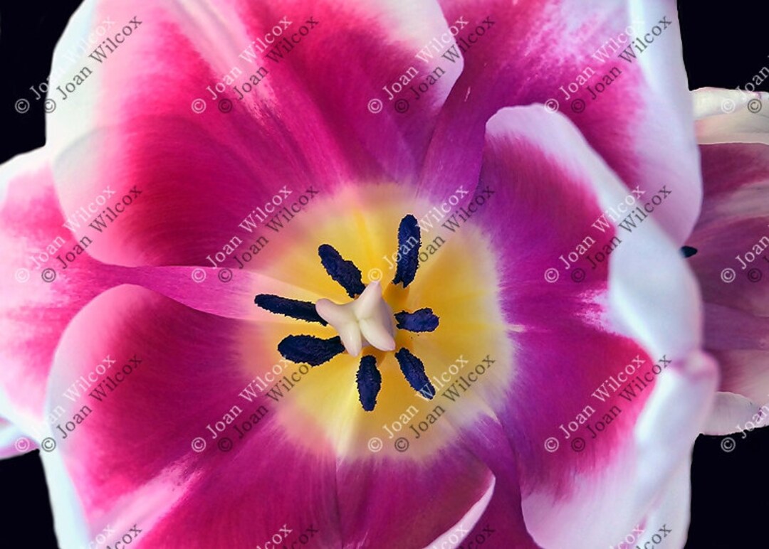 Inside a Spring Tulip Pink White Inner Tulips Floral Fine Art ...