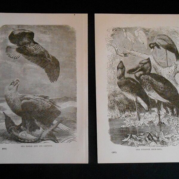 Bird Engraving - Etsy