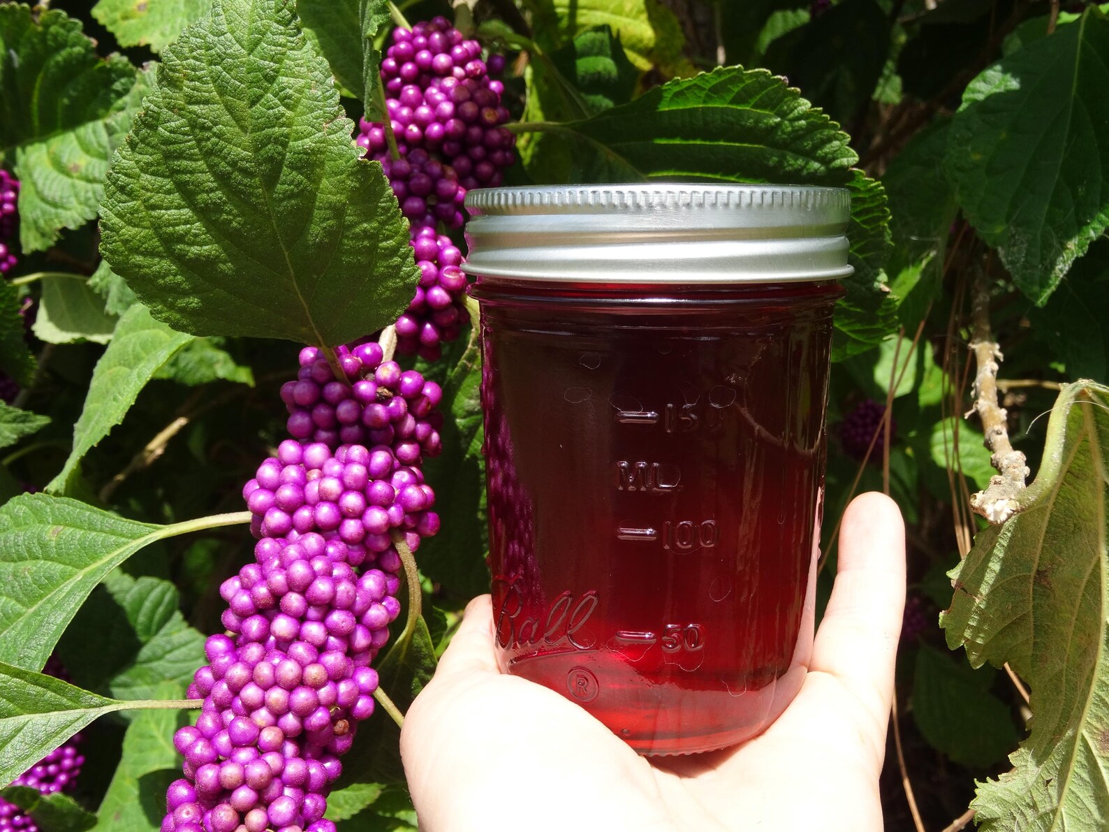 Beautyberry Jelly 4oz/8oz - Etsy