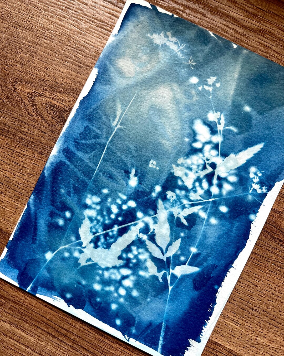 Botanical Cyanotype Art - Original One of a Kind Artwork - Wildflower ...