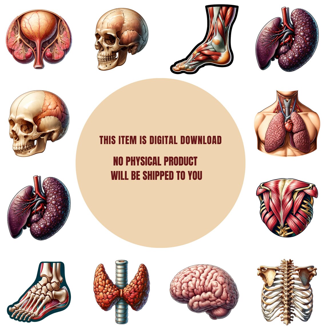 Human Anatomy Stickers:pre-cropped Body Stickers for Medical Students ...