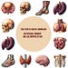 Human Anatomy Stickers:pre-cropped Body Stickers for Medical Students ...