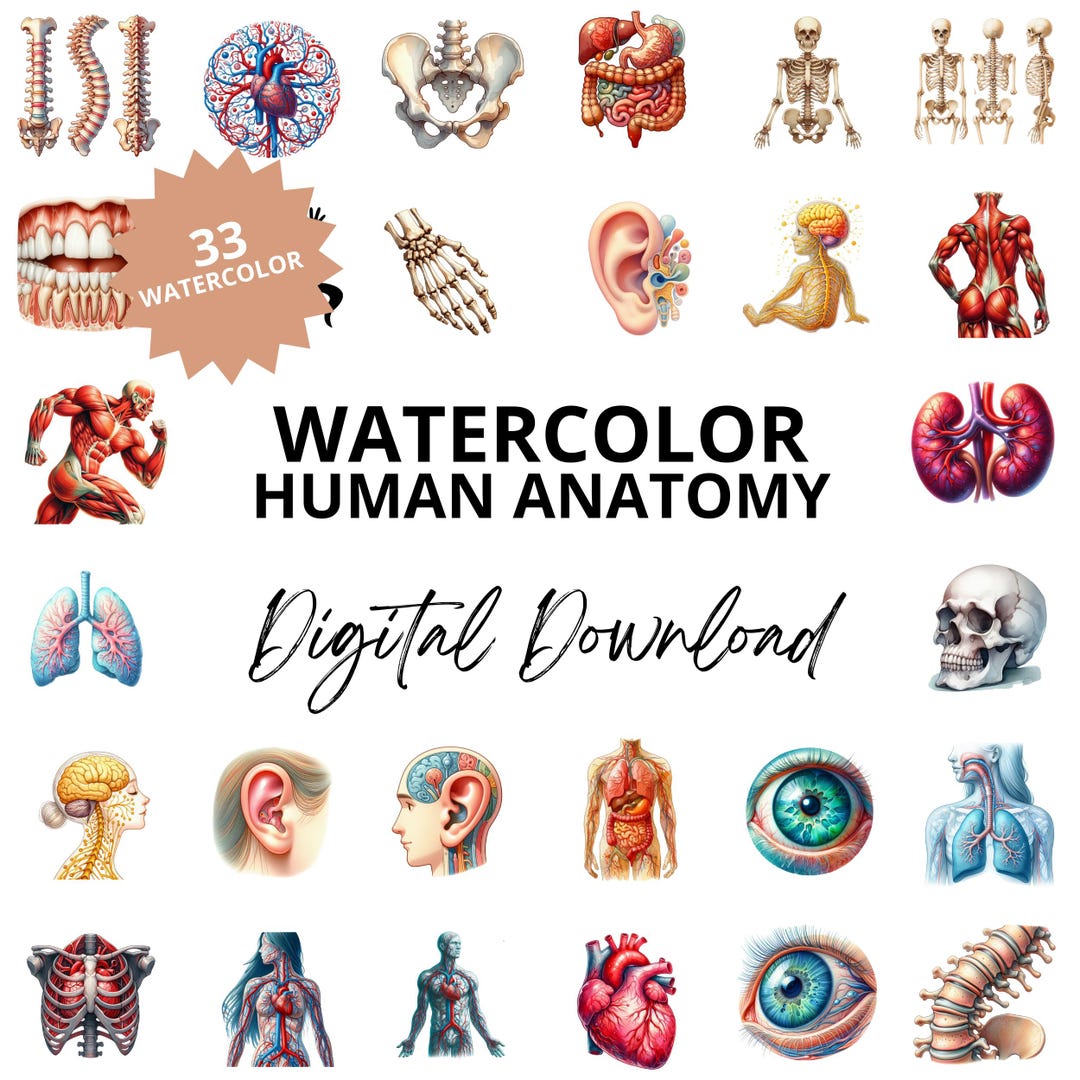 Human Anatomy Stickers:pre-cropped Body Stickers for Medical Students ...