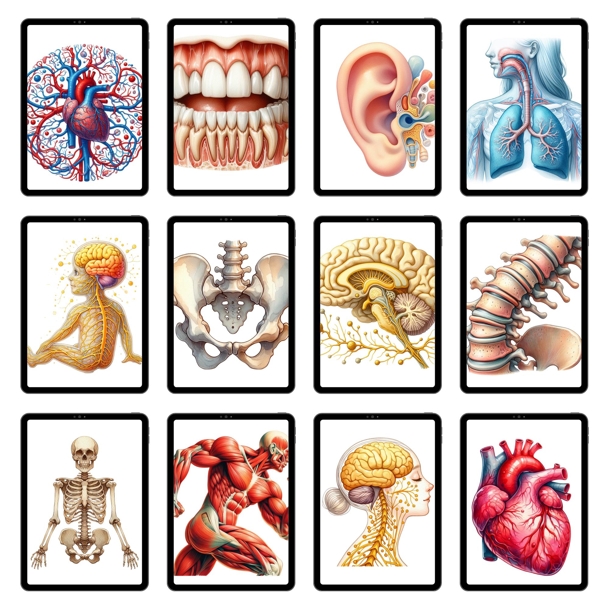 Human Anatomy Stickers:pre-cropped Body Stickers for Medical Students ...