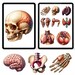 Human Anatomy Stickers:pre-cropped Body Stickers for Medical Students ...