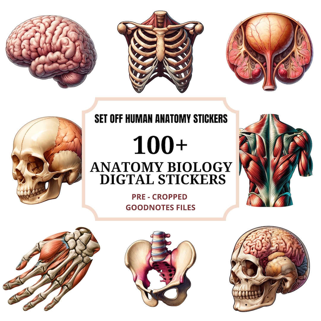 Human Anatomy Stickers:pre-cropped Body Stickers for Medical Students ...