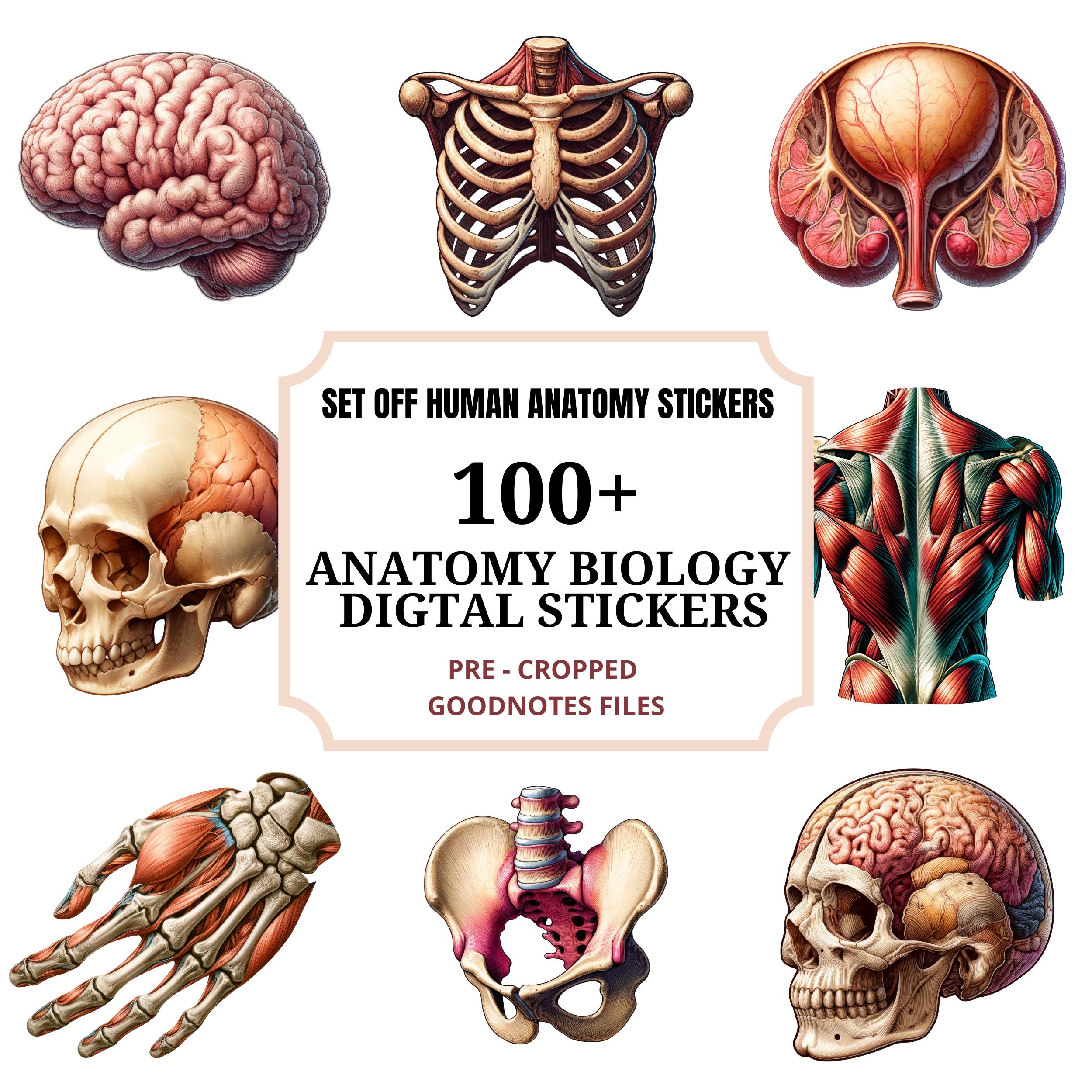 Human Anatomy Stickers:pre-cropped Body Stickers for Medical Students ...
