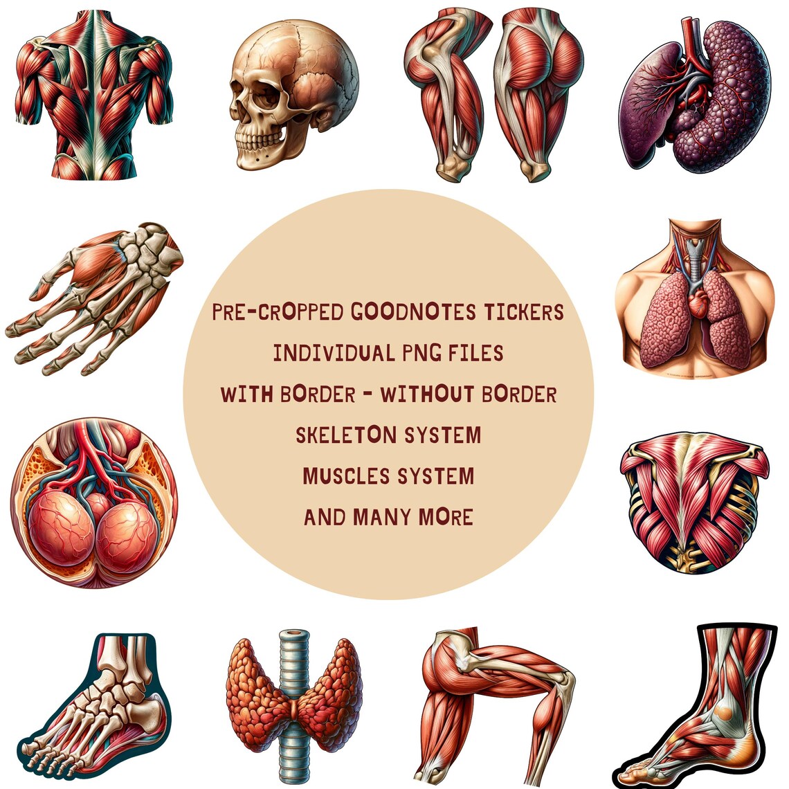 Human Anatomy Stickers:pre-cropped Body Stickers for Medical Students ...