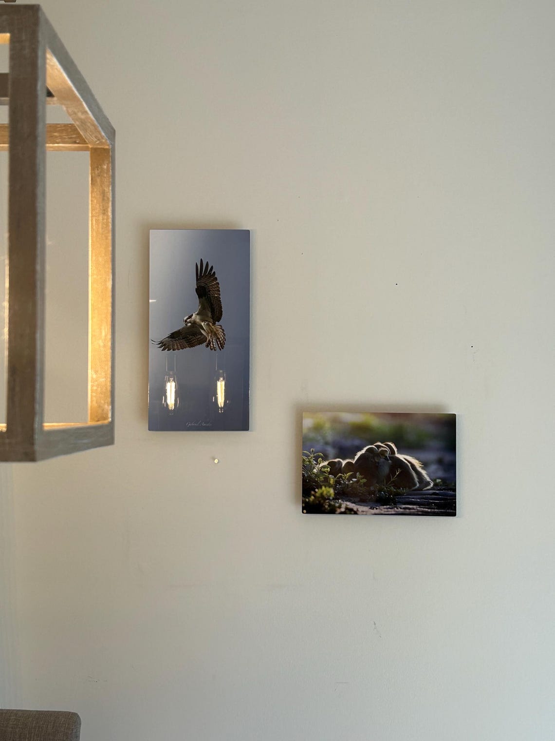 Osprey Diving Wildlife Nature Photo Print - Etsy