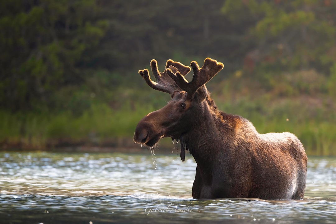 Montana Moose Wildlife Nature Photo Print - Etsy