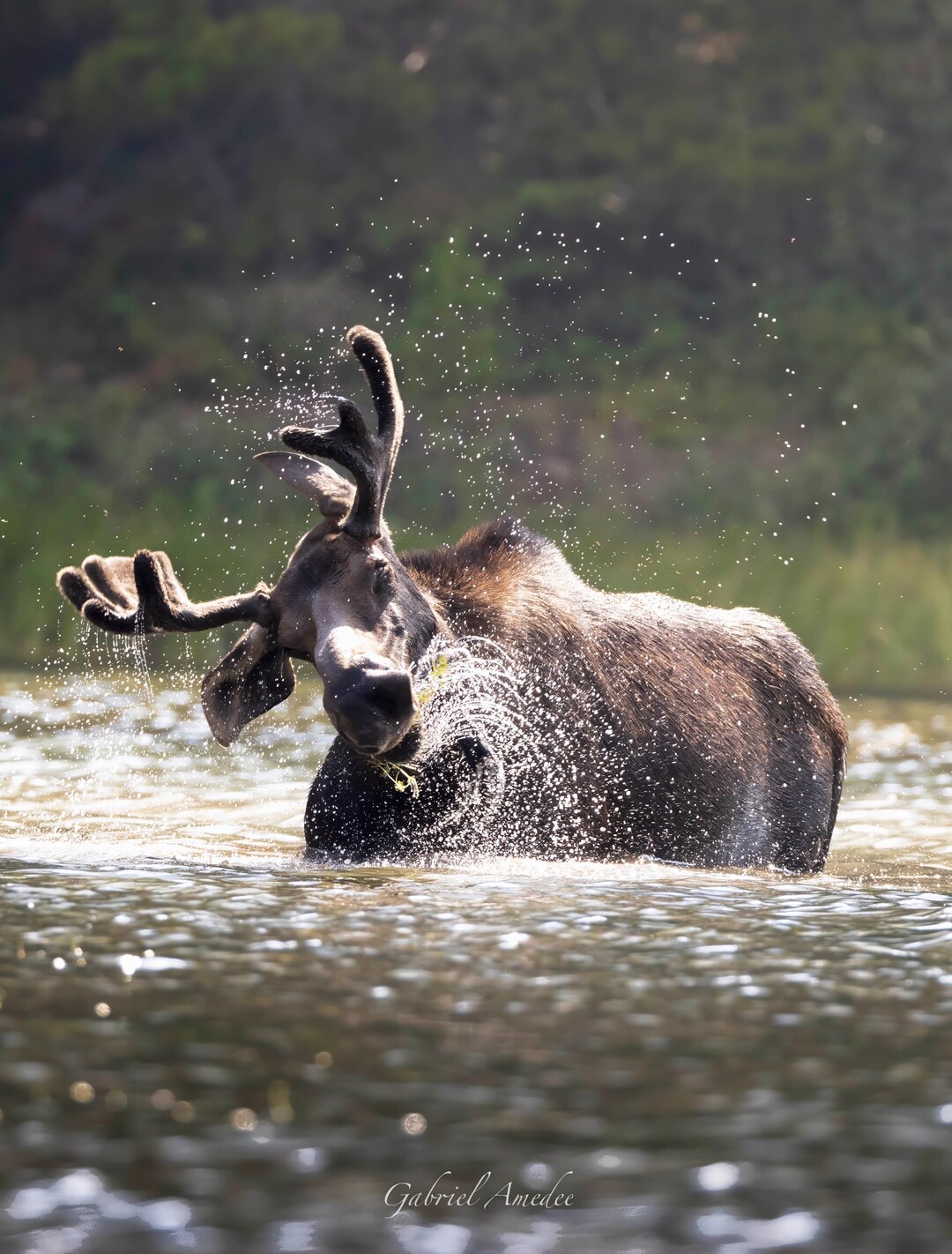 Moose Shake off Wildlife Print - Etsy