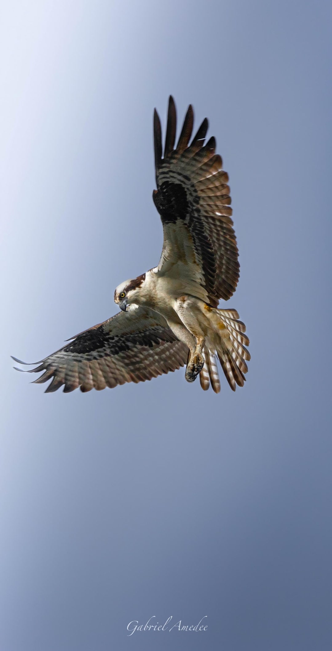 Osprey Diving Wildlife Nature Photo Print - Etsy