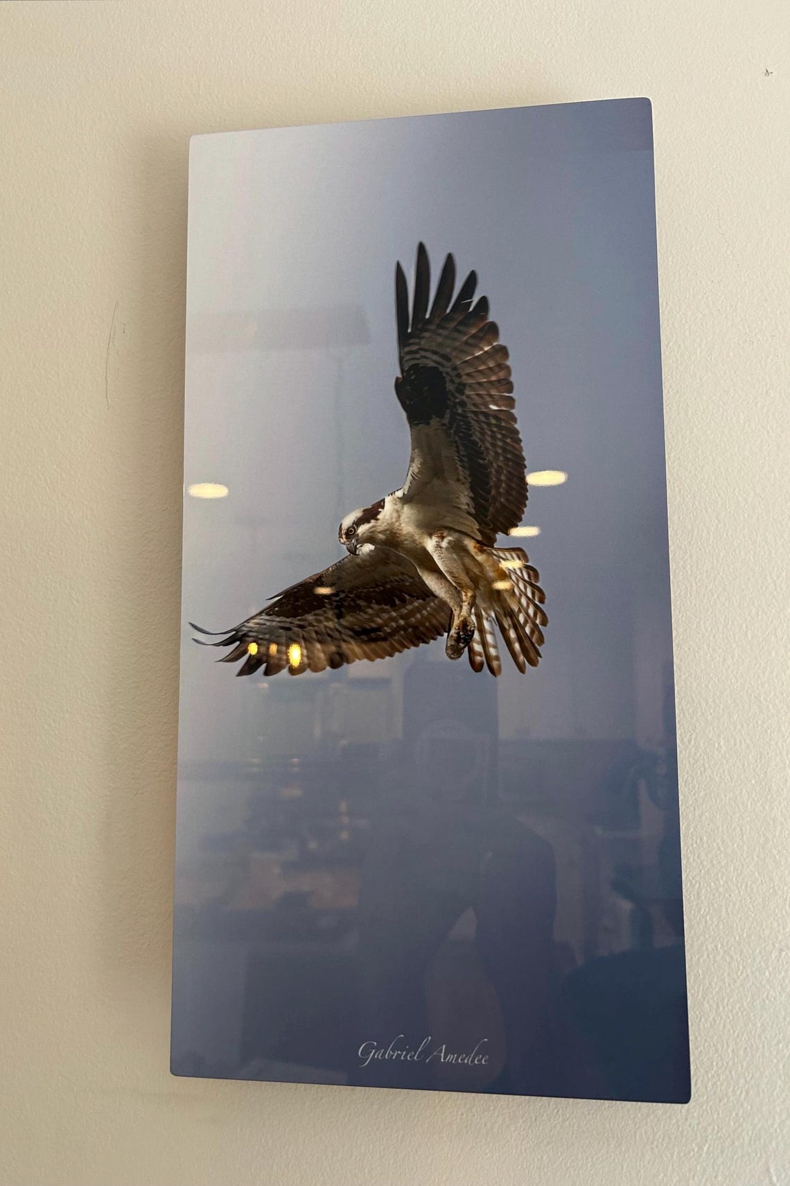 Osprey Diving Wildlife Nature Photo Print - Etsy