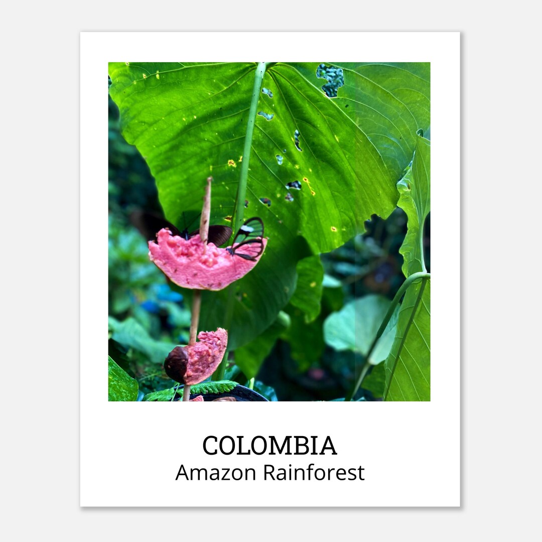 Amazon Rainforest Wall Art Colombia Art Travel Print - Etsy