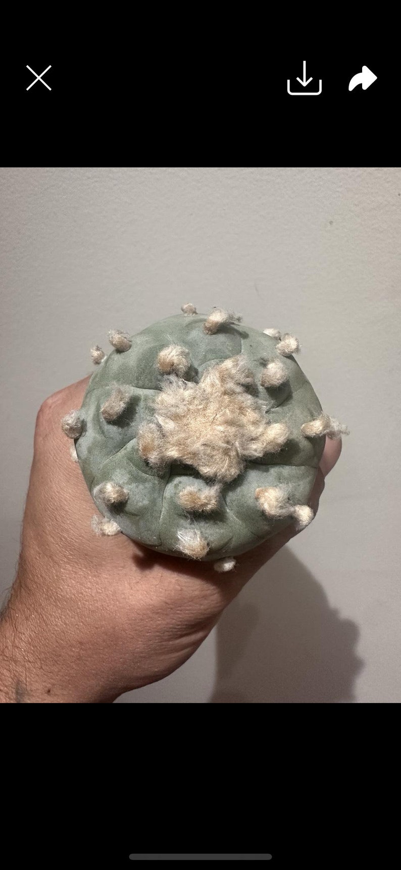 HUGE Button Reynosa . 17 Year Old Rare Cactus . Button Cactus . Will ...