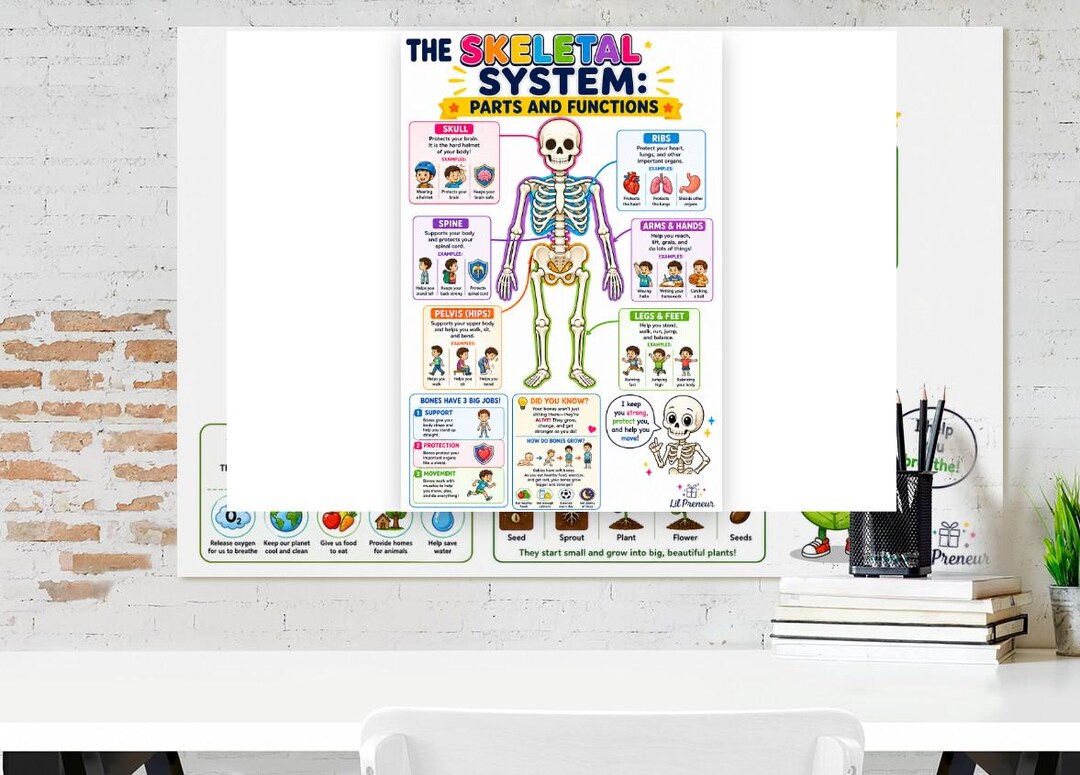 Skeletal System Poster for Kids | Human Anatomy Classroom Decor ...