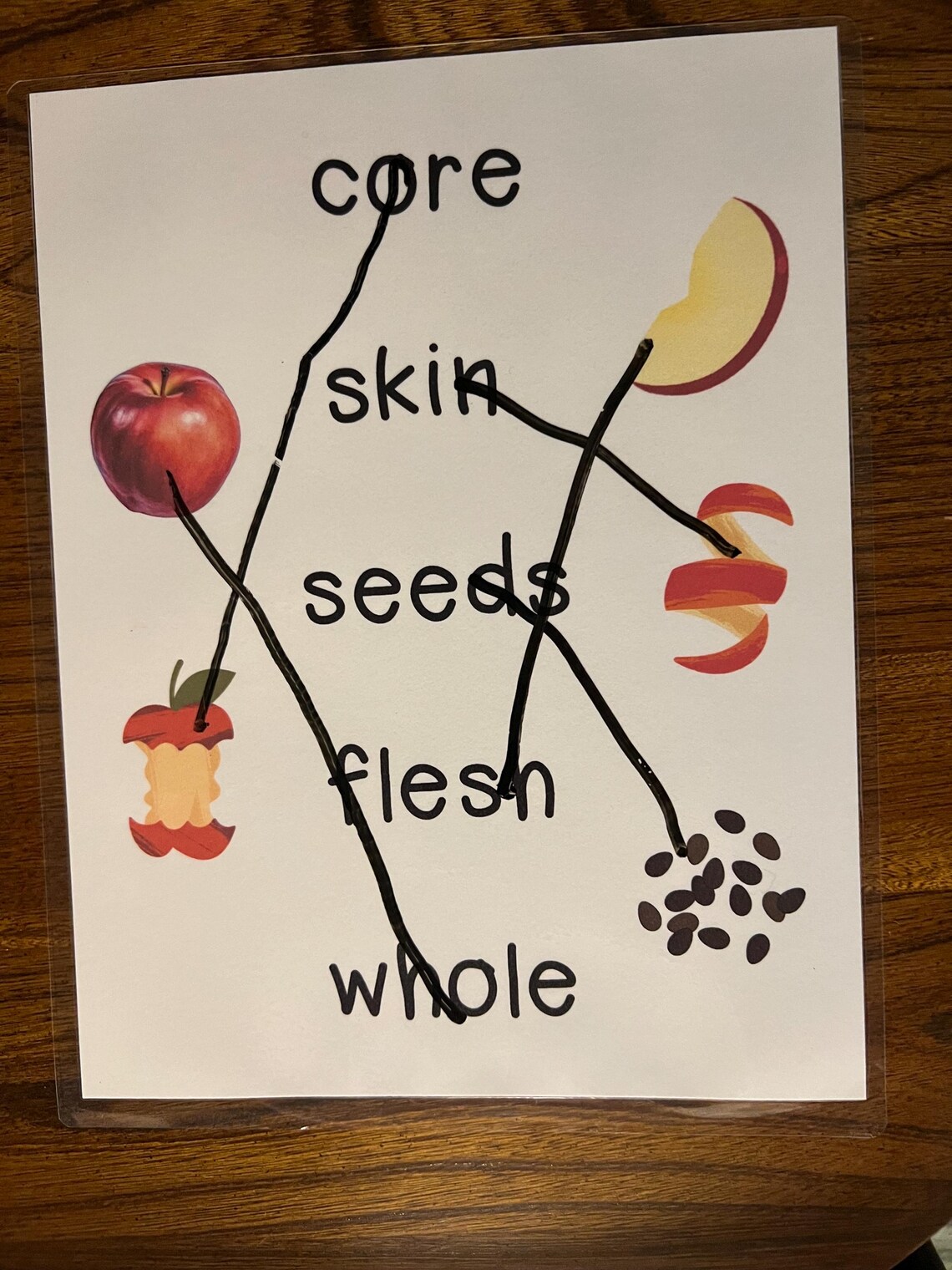 Apple Unit Study, Elementary Worksheets, Sensory Bin Activity (digital ...