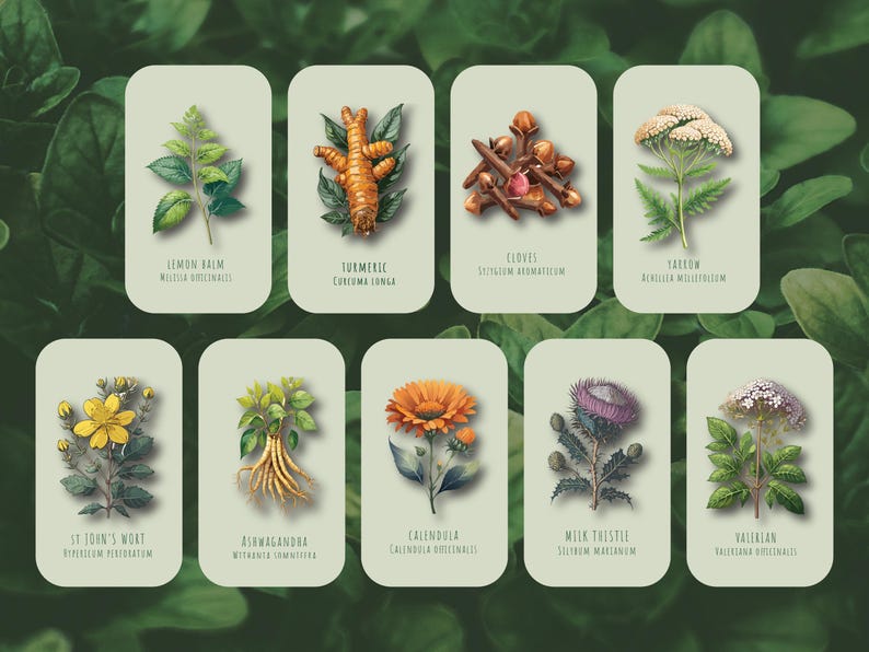 Printable Herbalism Cards, 45 Herbs & Spices With Benefits, Flash Cards ...
