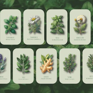 Printable Herbalism Cards, 45 Herbs & Spices With Benefits, Flash Cards ...