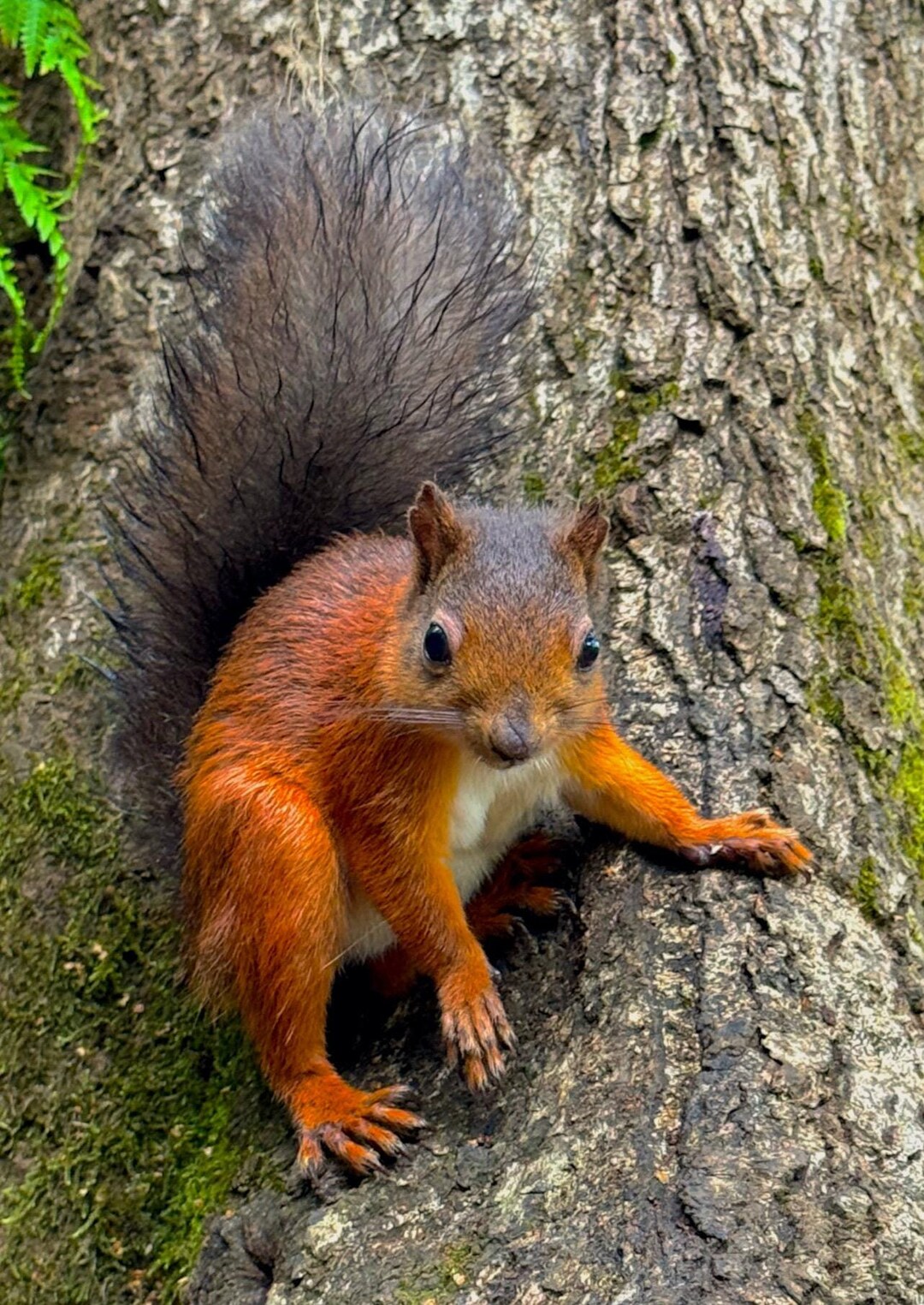 Rare Red Squirrel - Etsy