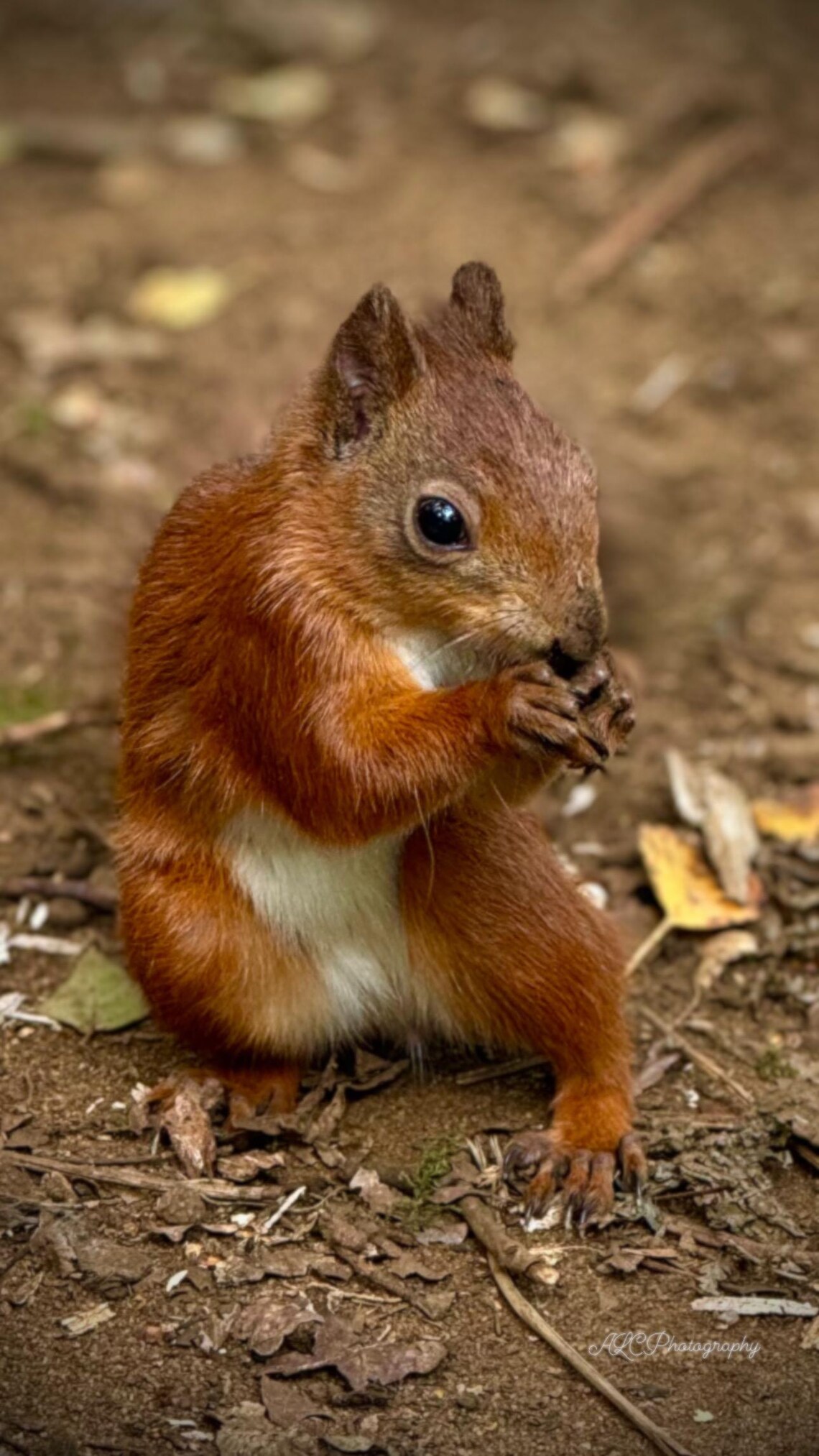 Rare Red Squirrel - Etsy