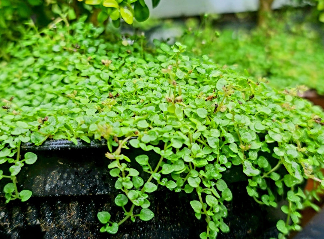 Lush Green Attractive Bonsai Ground Cover With Corsican Mint in a 4 ...