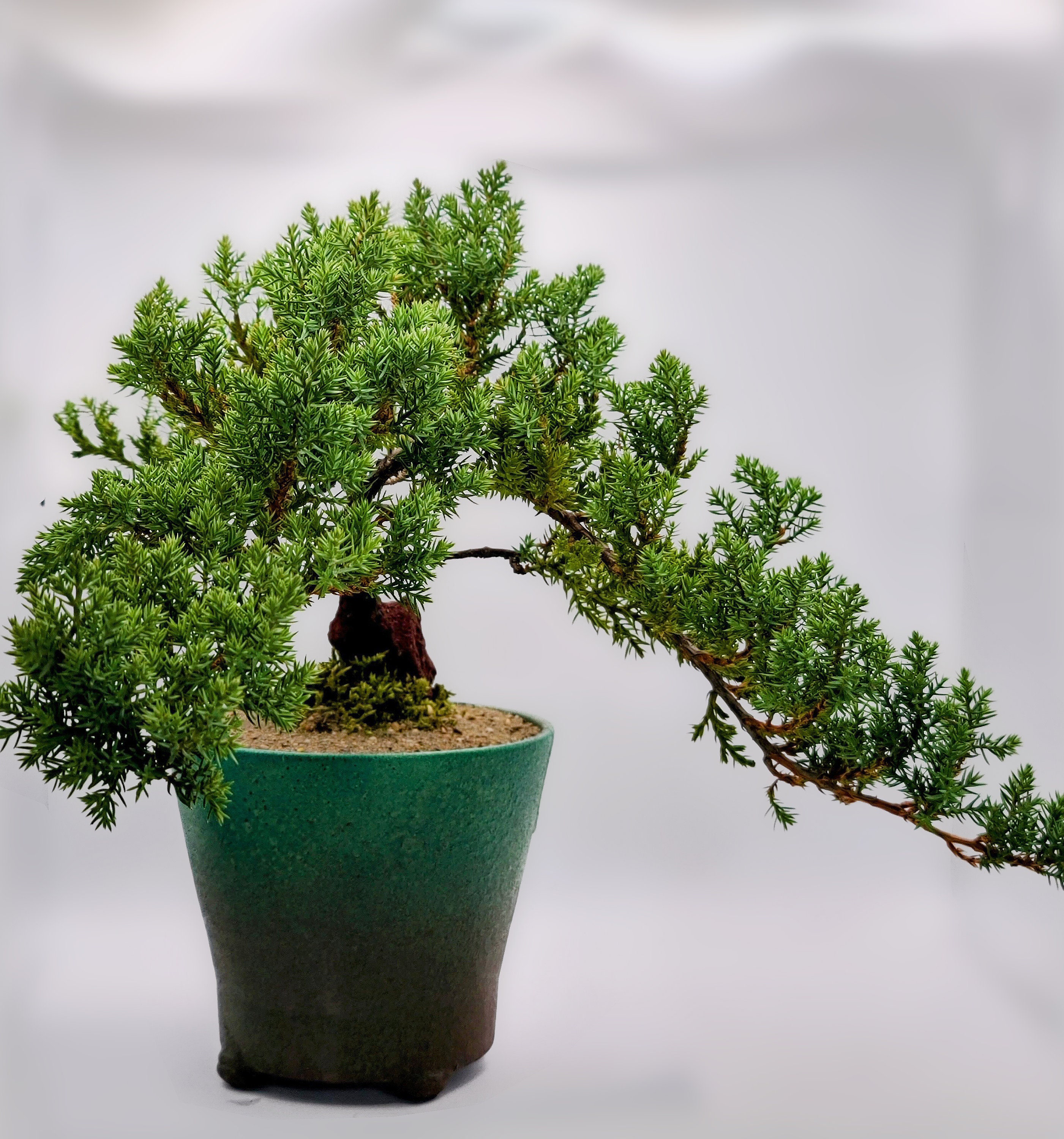 Juniper Bonsai