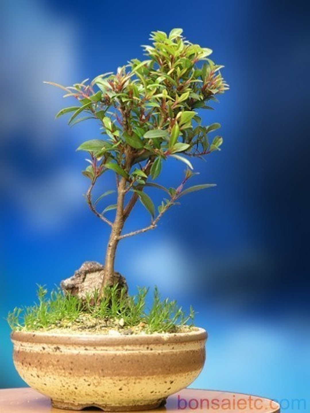 Indoor Flowering Cherry Tree - Etsy