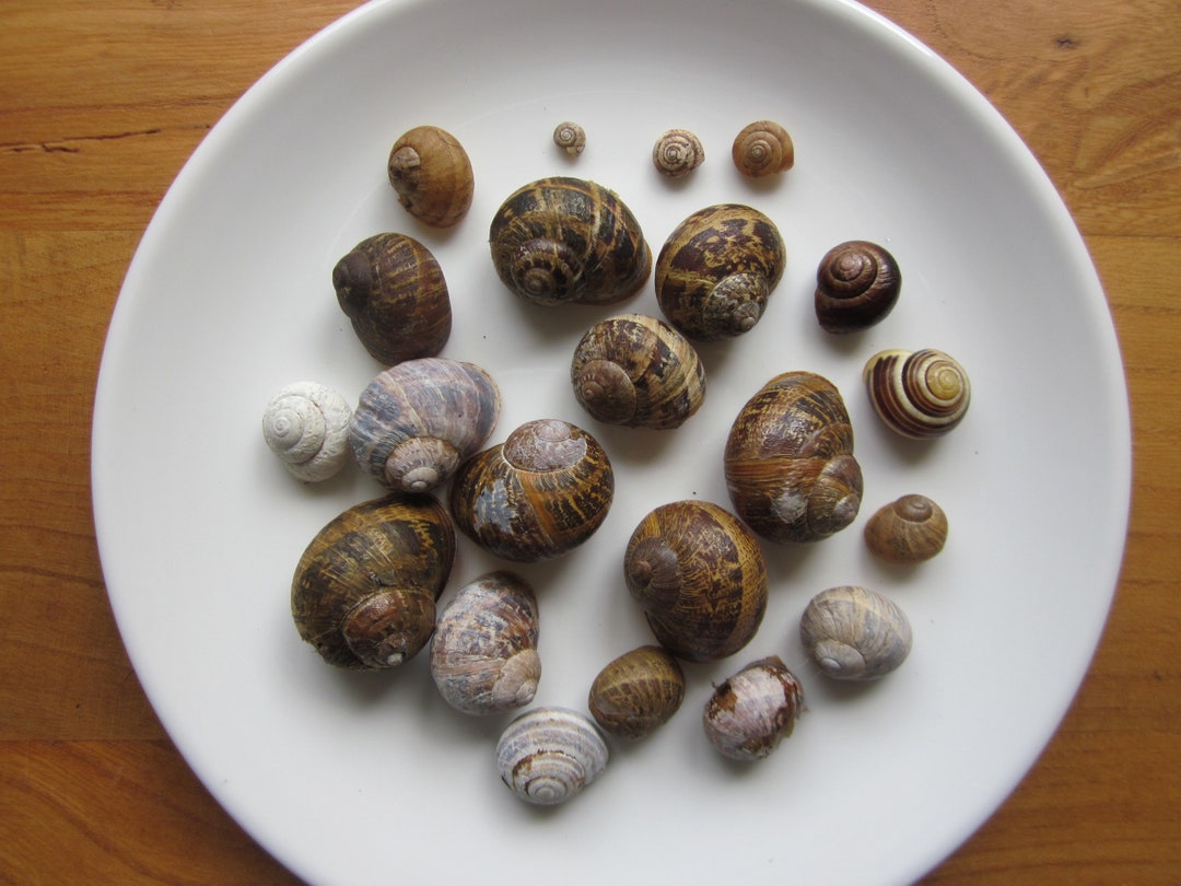Half Cup 120ml of English Snail Shells for Magic, Nature Table or Decor ...
