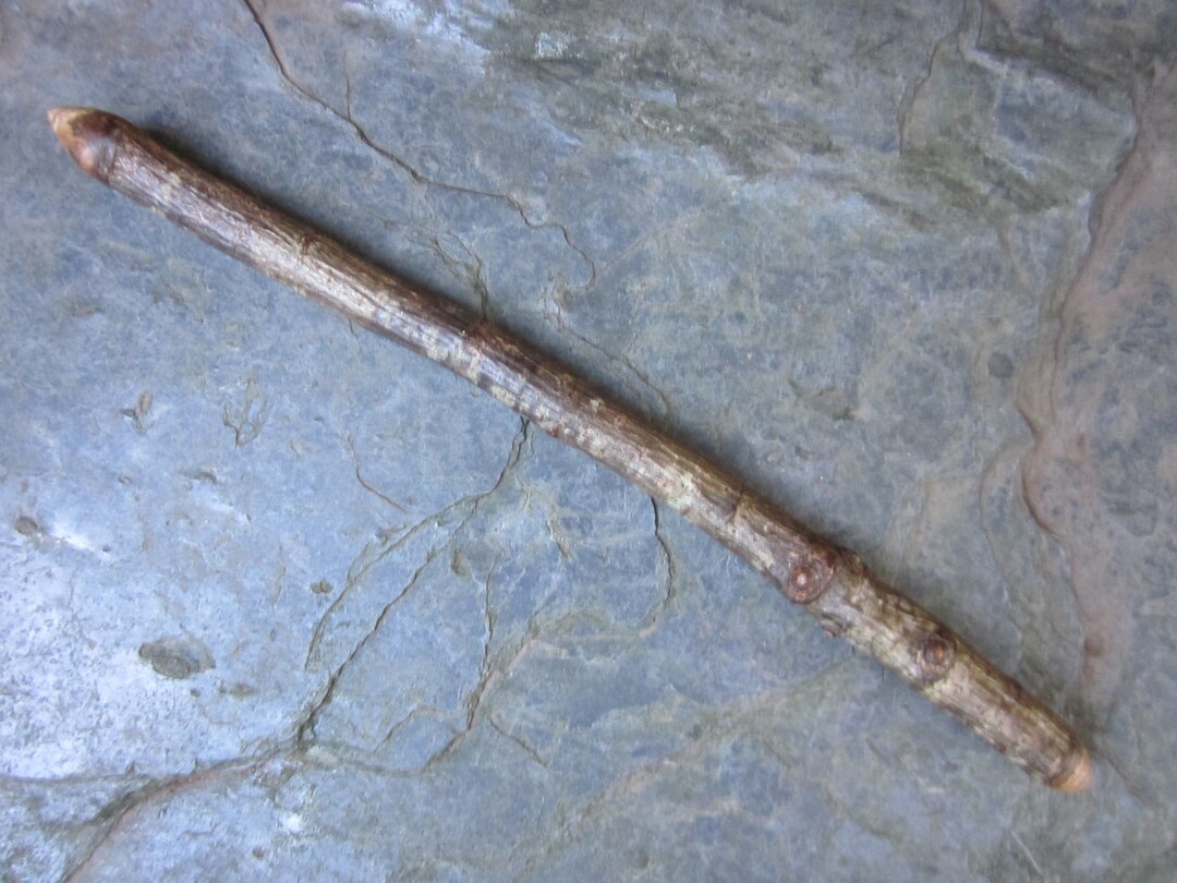 Natural Wood Wand - English Oak - for Protection and Prosperity. - Etsy