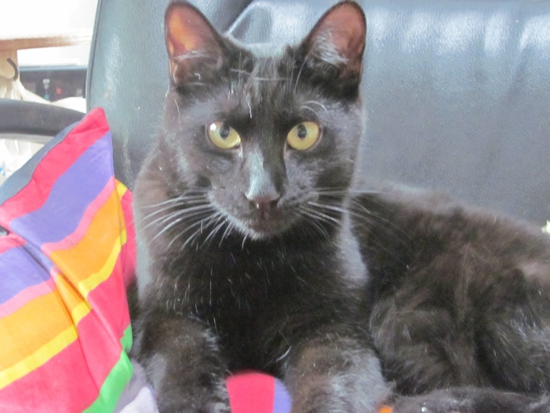 5 Genuine Cats' Whiskers for Magic Spell or Potion | Etsy