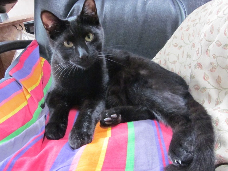 5 Genuine Cats' Whiskers for Magic Spell or Potion - Etsy