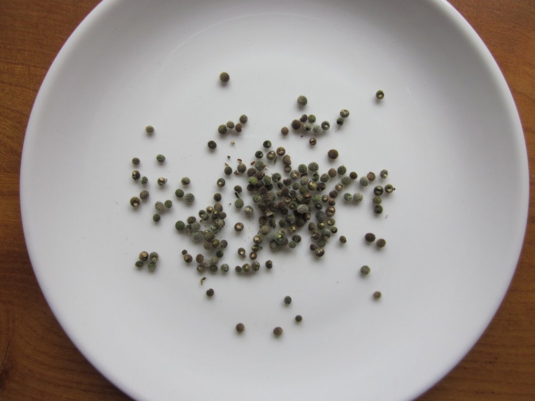 Rare Spell Ingredient Cleavers Seeds for Fertility Magic. Half ...