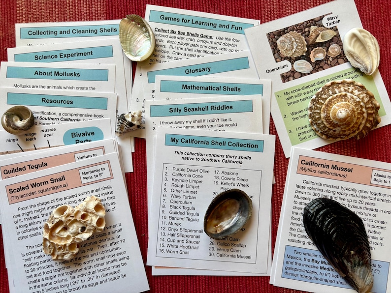 Educational California Beach Shell Collection - Etsy