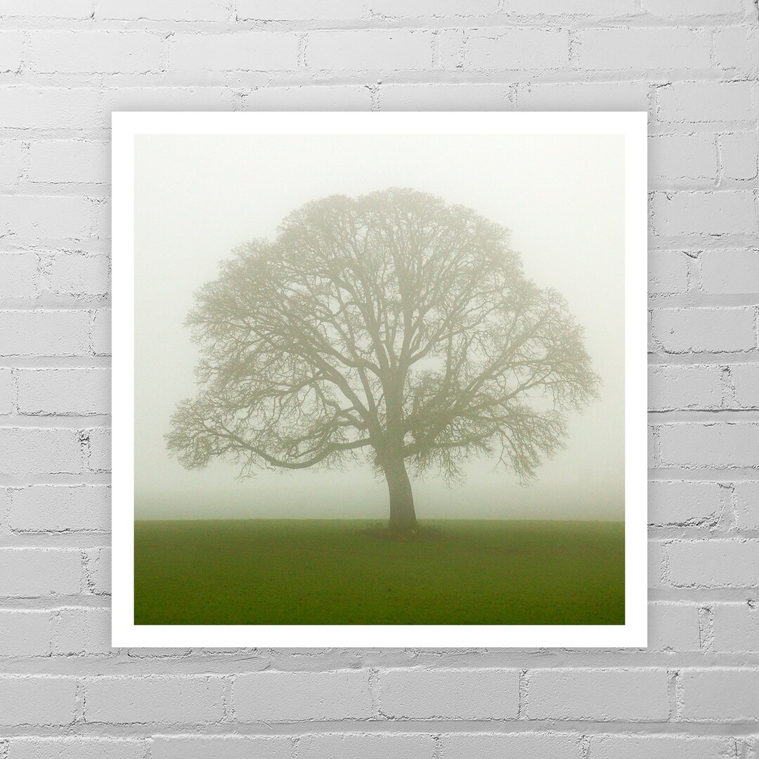 Oak Tree Photo Print/minimalist Photo/tree in Fog/oak Tree Art/oak Tree ...