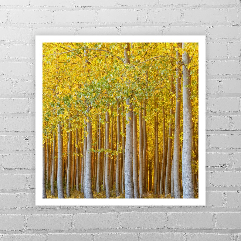 Fall Color Photo Print/nature Photography/yellow Tree - Etsy
