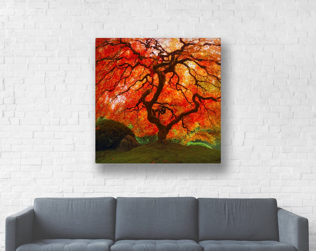 Fall Nature Photography "autumn Zen" Red Orange Japanese Maple Tree ...
