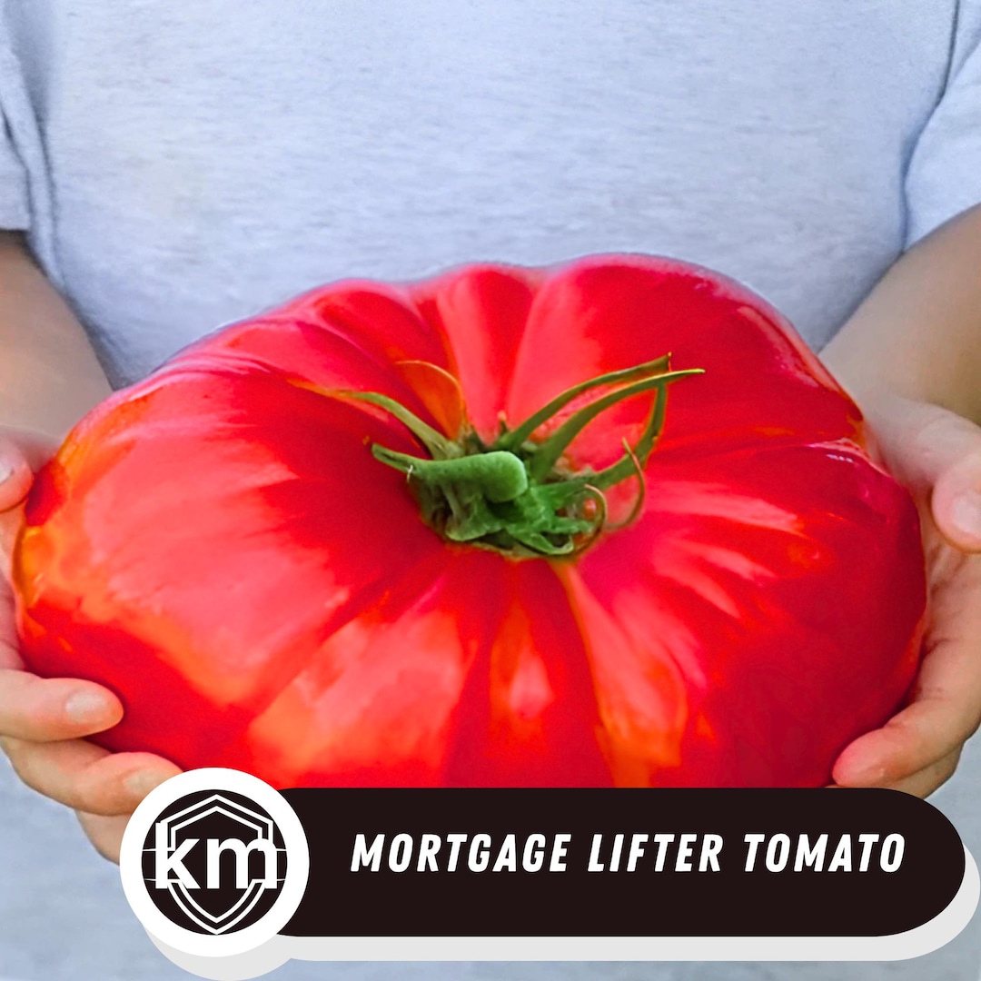 100 Mortgage Lifter Tomato Seeds Heirloom Organic Non Gmo Giant