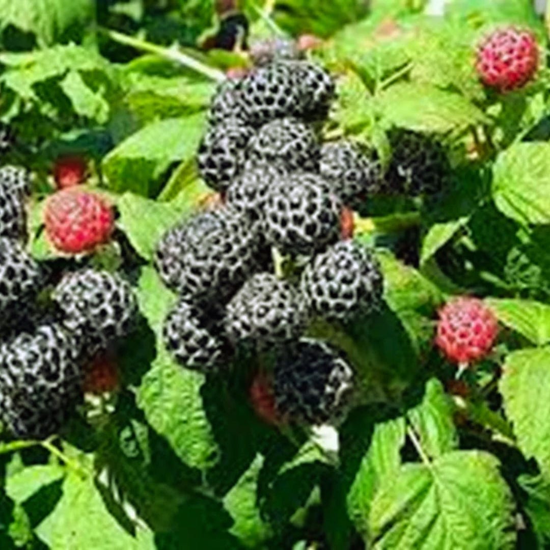 Organic Black Raspberry Live Plant: Cumberland Variety, Zones 5-9 - Etsy