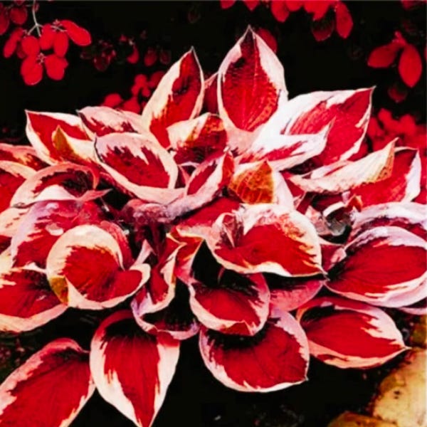 Blood of God Hosta - Etsy Canada