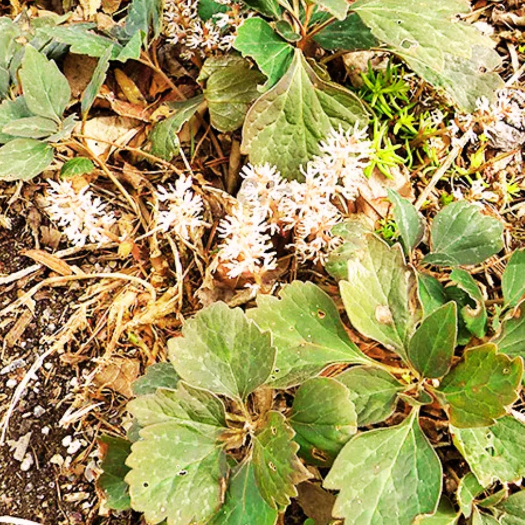 Allegheny Spurge 5 Roots Pachysandra Procumbens Low Maintenance Live ...
