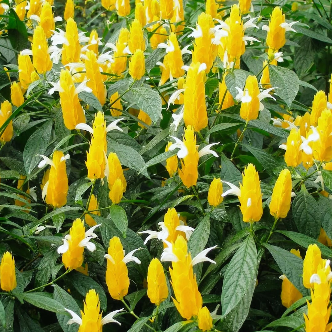 1 Yellow Shrimp Starter Live Plant Justicia Brandegeana Pachystachys ...