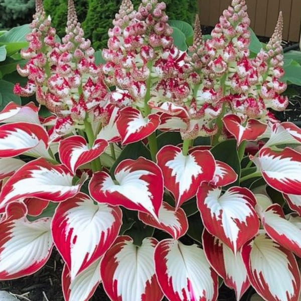 Blood of God Hosta - Etsy Canada