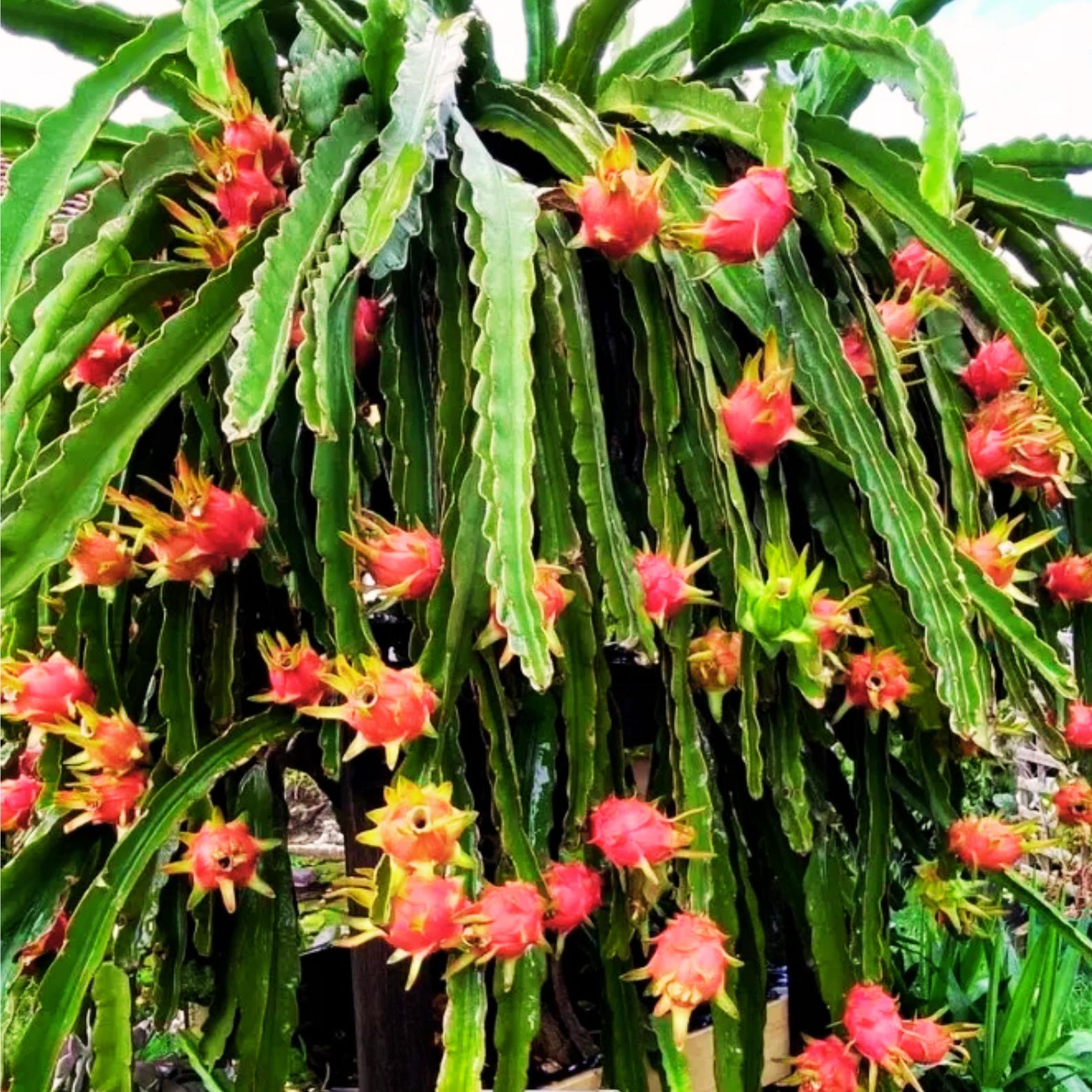 Dragon Fruit Edgar's Baby Hylocereus Hybrid Low Maintenance Live Plants ...