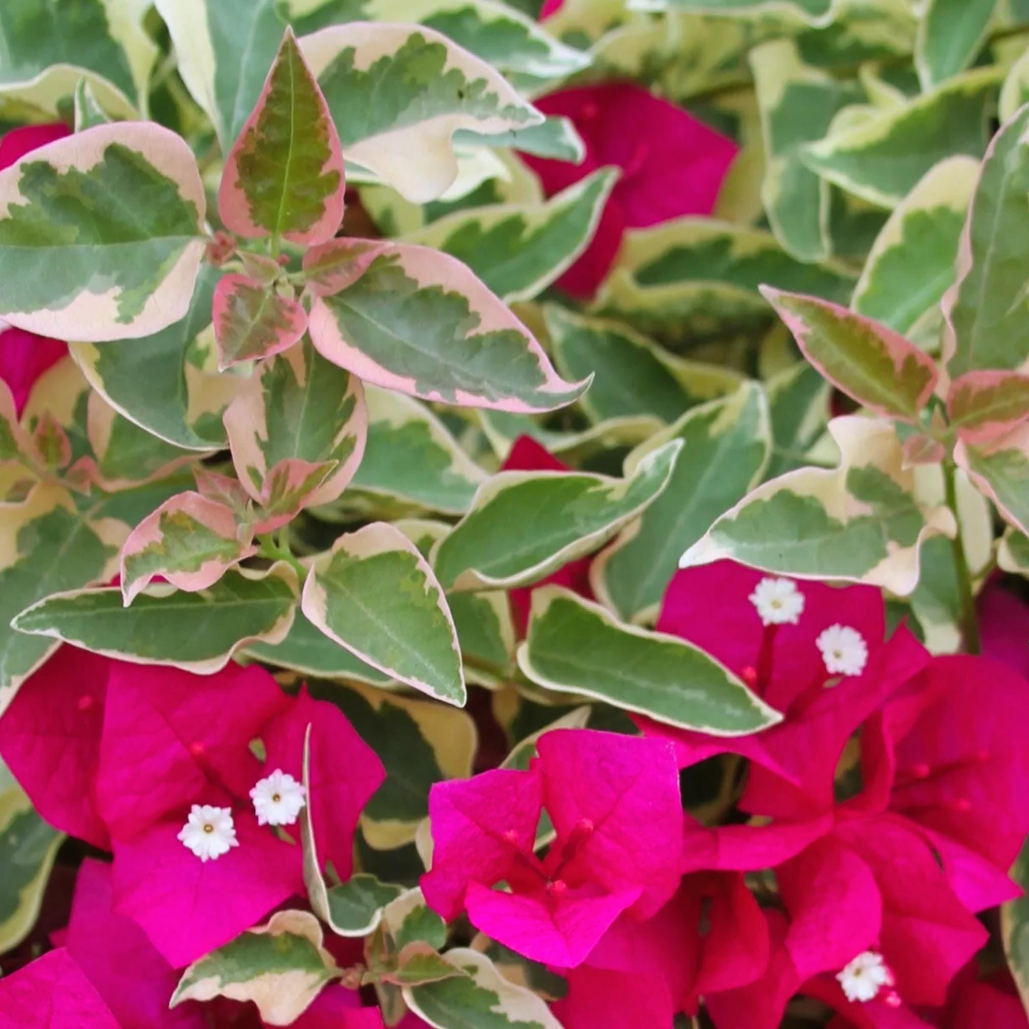 Raspberry Ice Bougainvillea Live Plant: Easy Care Indoor Plant - Etsy