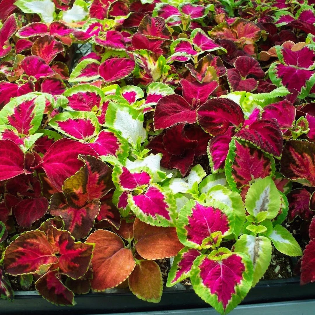 Fresh 500 Coleus Rainbow Mix , Seeds Easy Grow, Seeds Low Maintenance ...